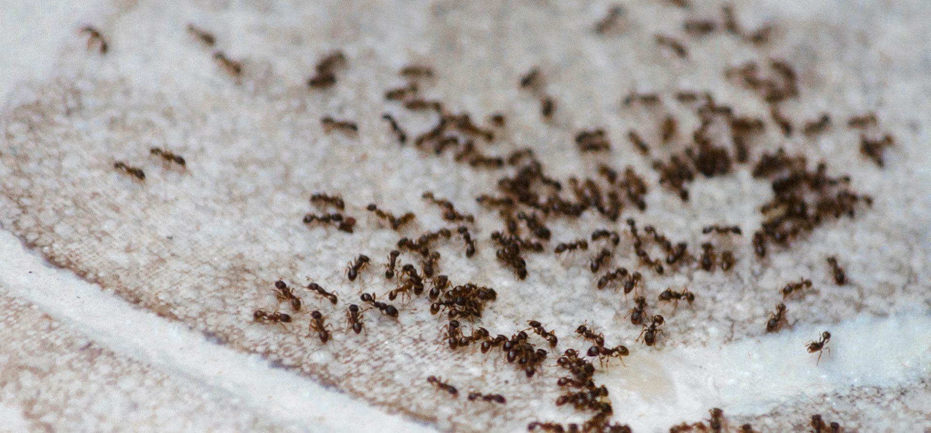 Signs Of An Ant Infestation In Your Home | The 99 People